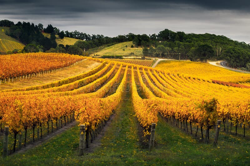 Autumn Vineyard Sunset stock photo. Image of farm, nature - 21471548