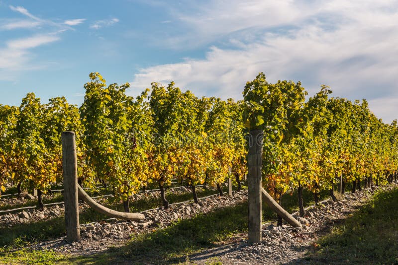 Vineyard in autumn stock image. Image of clouds, rows - 70111795