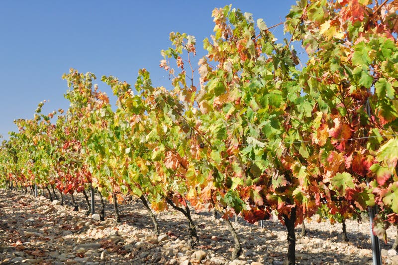 Vineyard at Autumn, La Rioja (Spain) Stock Photo - Image of hill, rioja ...