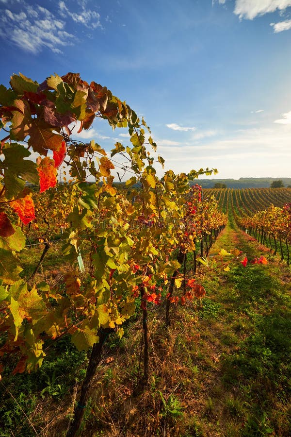 Autumn Vineyard with Ripe Grapes Stock Photo - Image of harvest ...