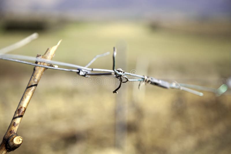 Vineyard barbed wire stock image. Image of countryside - 181944039