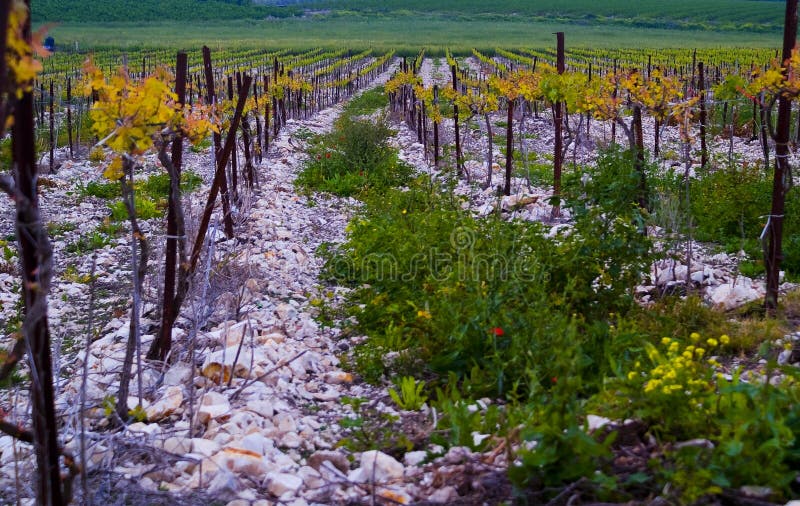 Landscape of Vineyard in Spring in Hanadiv Valley Israel Stock Photo ...