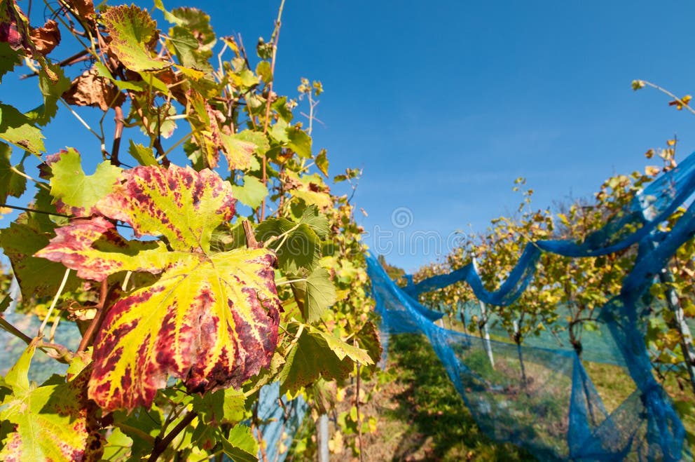 Vineyard with blue net stock image. Image of berry, vineleaf - 21680143