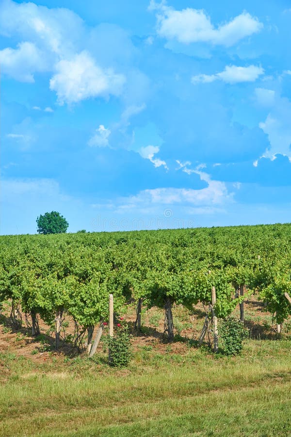 Vineyard and Blue Sky with Clouds Stock Photo - Image of harvest, food ...