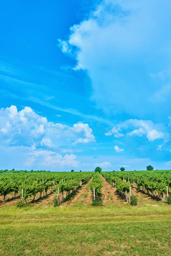 Vineyard and Blue Sky with Clouds Stock Image - Image of catalonia ...