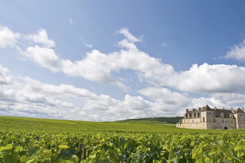 Vineyard in Bourgogne, Burgundy Stock Photo - Image of color, nature ...
