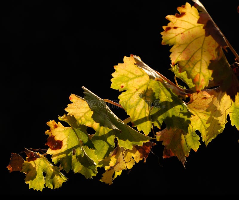 Vineyard branch stock photo. Image of industry, fall, foliage - 3422490