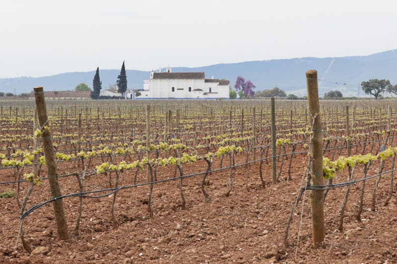 Vineyard bud break stock image. Image of borba, portugal - 27287045