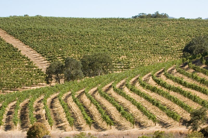 Vineyard Free Stock Photos & Pictures, Vineyard Royalty-Free and Public ...