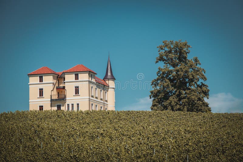 Vineyard Castle with Big Tree and Blue Sky Stock Image - Image of ...