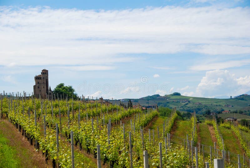 Vineyard with Castle stock photo. Image of hills, countryside - 91272386