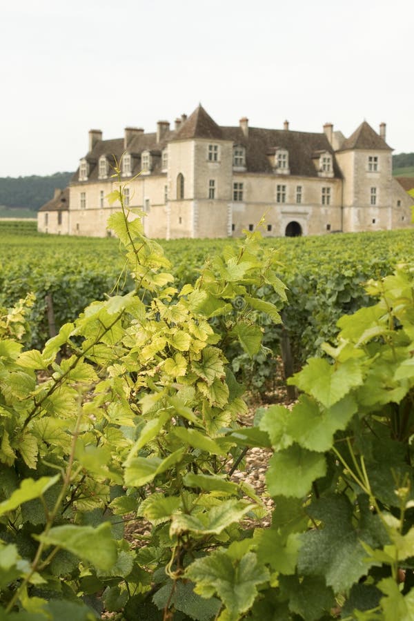 Vineyard, Chateau Bourgogne Burgundy Stock Image - Image of vougeot ...