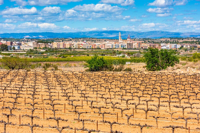 Vineyard in Cheste Spain stock photo. Image of church - 117466990