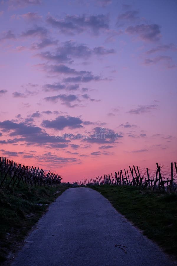 Vineyard - portrait stock photo. Image of growth, drink - 2641064