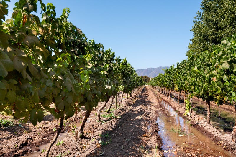 Vineyard at Colchagua Valley Stock Image - Image of economy, chile ...