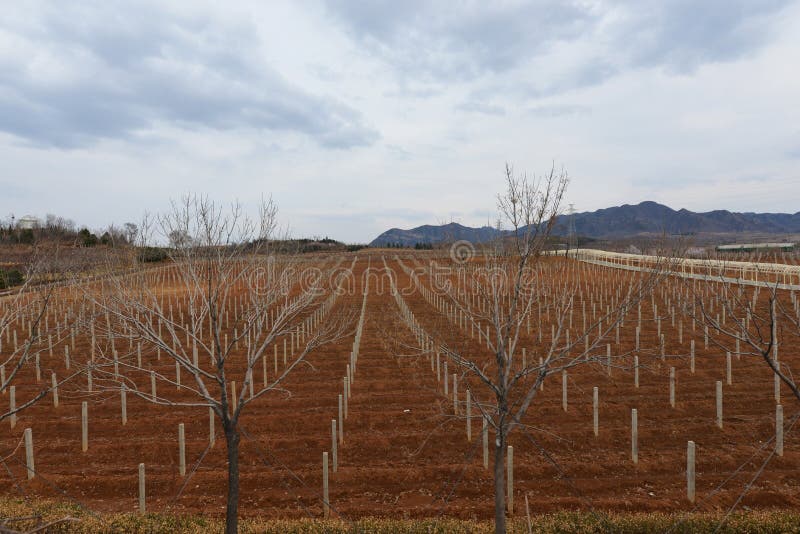 Vineyard in countryside stock photo. Image of grape, landscape - 30256202
