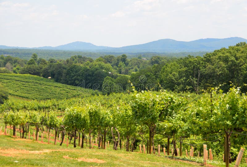 Vineyard in countryside stock photo. Image of summer - 31640470
