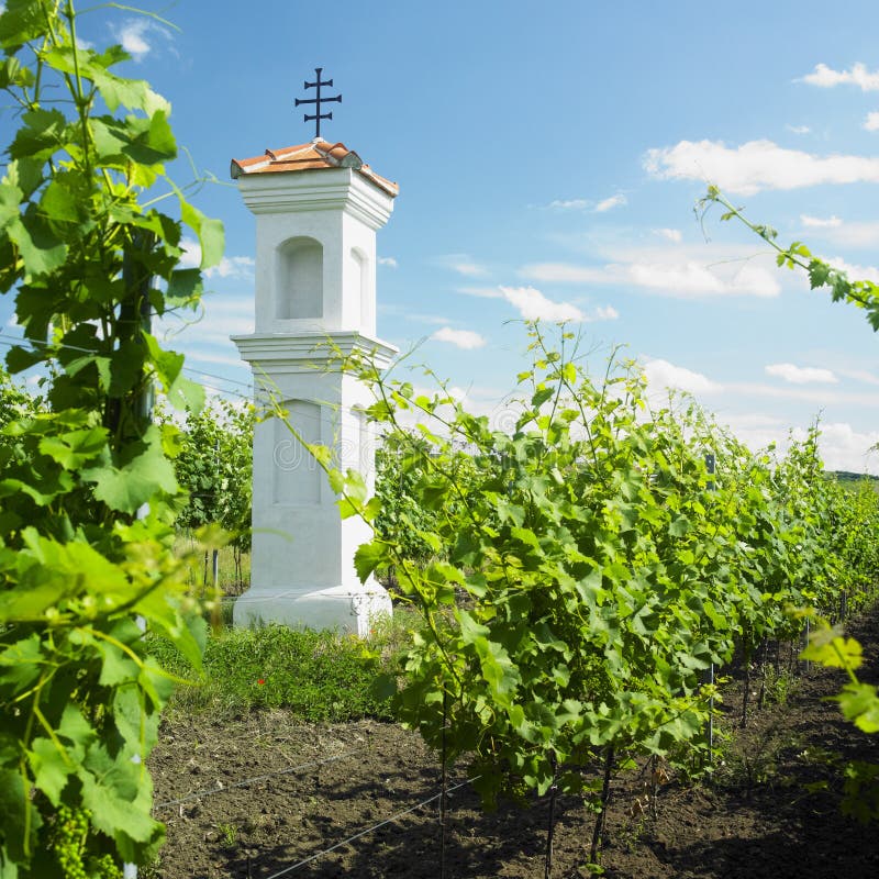 Vineyard, Czech Republic stock image. Image of country - 17238039