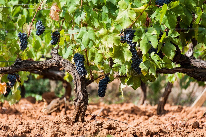 Vineyard detail stock photo. Image of soil, vines, wine - 33444194