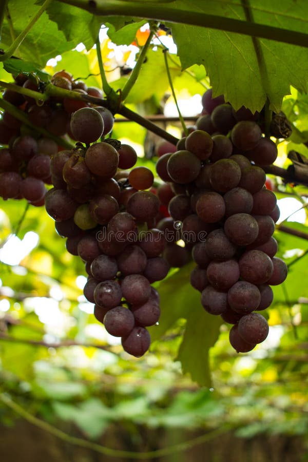 Vineyard -Detail of Rose Grapes Stock Photo - Image of organic, cluster ...
