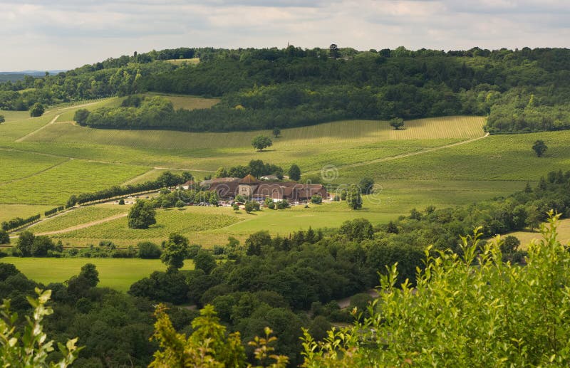 Denbies Hillside, Surrey, England Stock Image - Image of surrey ...