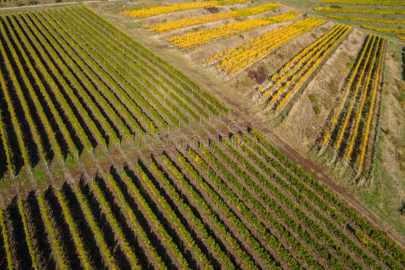 Vineyard Drone Shot, Aerial View from Above Stock Photo - Image of ...
