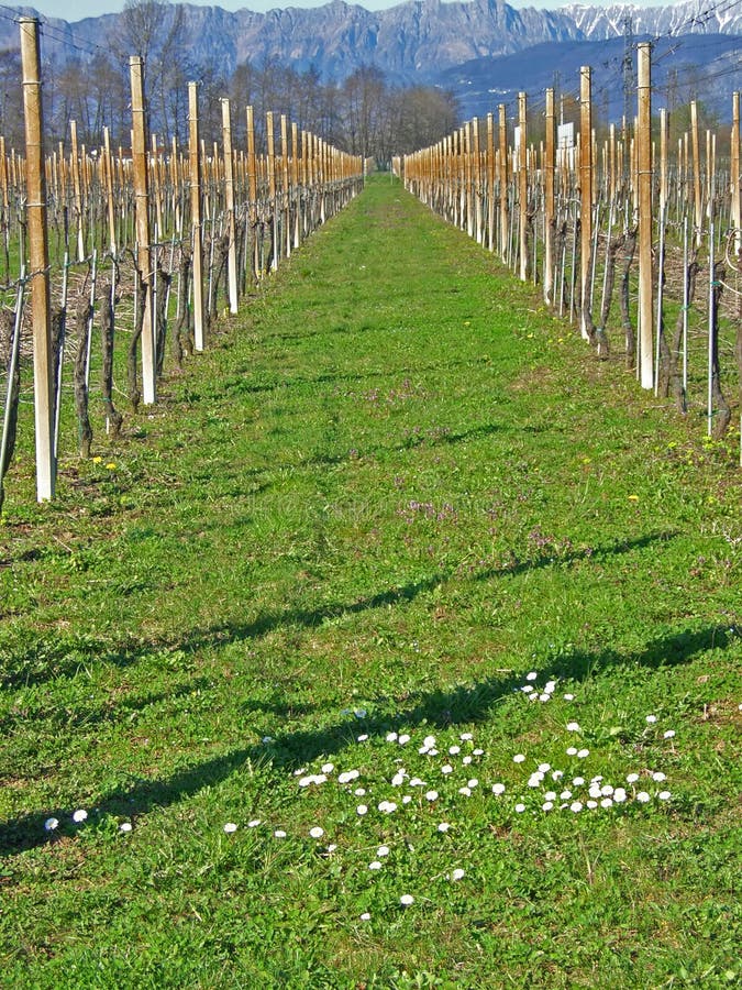 Vineyard in early spring stock photo. Image of environment - 2102890