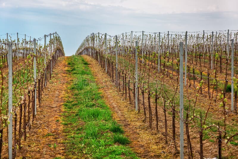Vineyard in Early Spring, Beginning of New Year Cycle Stock Photo ...