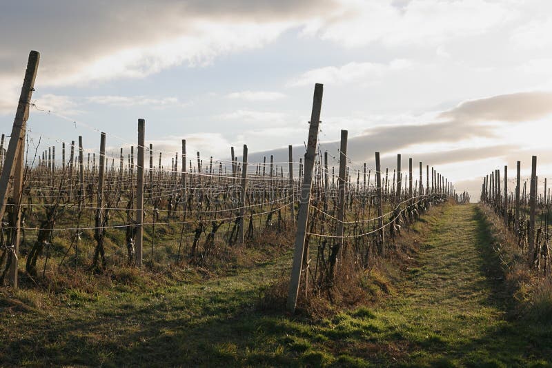 Vineyard in Early Spring Morning Stock Image - Image of season, bare ...