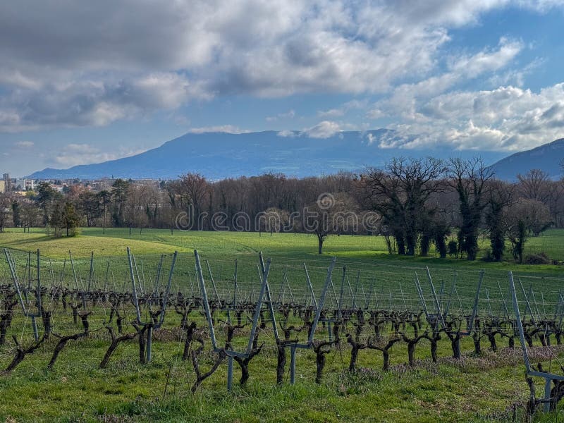 Vineyard in Early Spring with Mountain Backdrop Stock Image - Image of ...