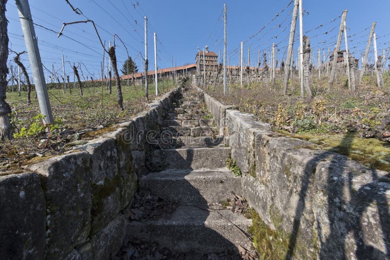 Vineyard in Early Spring Time Stock Photo - Image of hill, agriculture ...