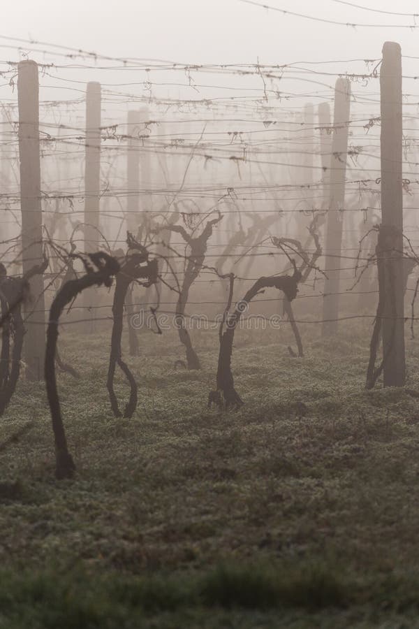 Vineyard in early spring stock image. Image of agriculture - 71631291