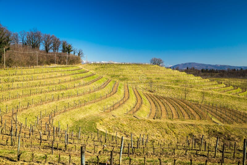 Vineyard in early spring stock photo. Image of nature - 52652912