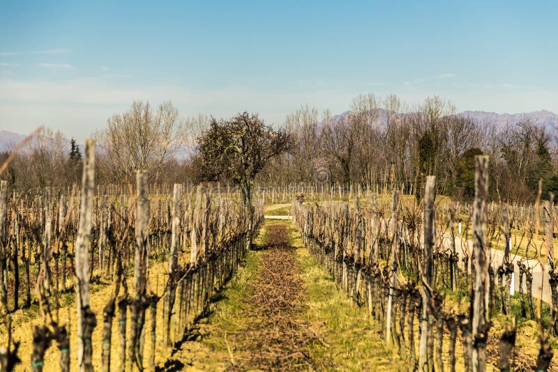Vineyard in early spring stock image. Image of green - 62082307