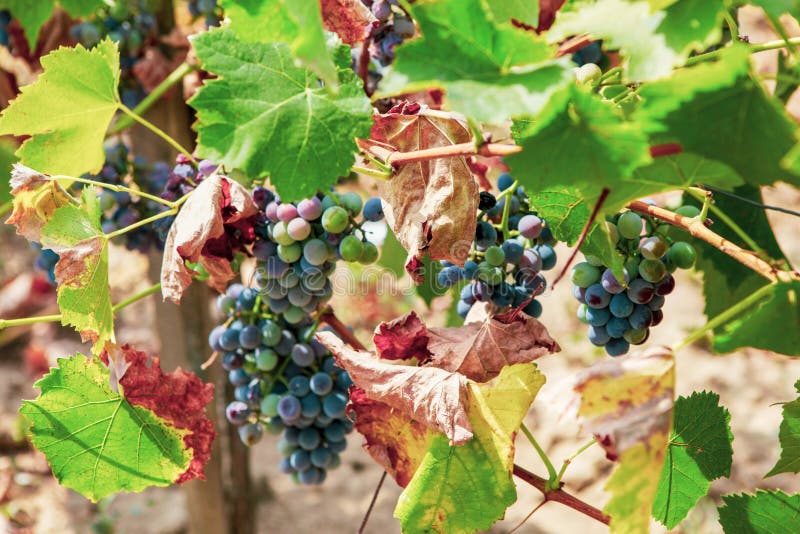 Fresh grape stock photo. Image of plant, making, grape - 21081346