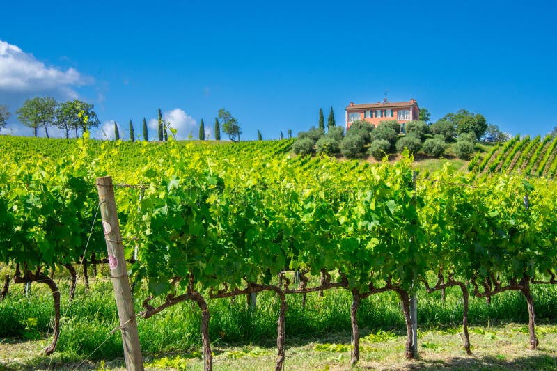 Vineyard in the Emilia Romagna Stock Photo - Image of climate, travel ...