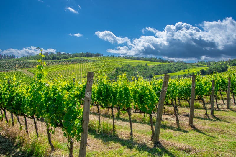 Vineyard in the Emilia Romagna Stock Photo - Image of bologna, climate ...