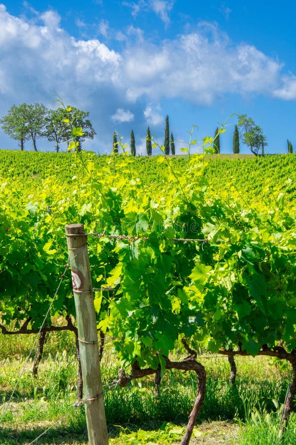 Vineyard in the Emilia Romagna Stock Photo - Image of emilia, meadow ...