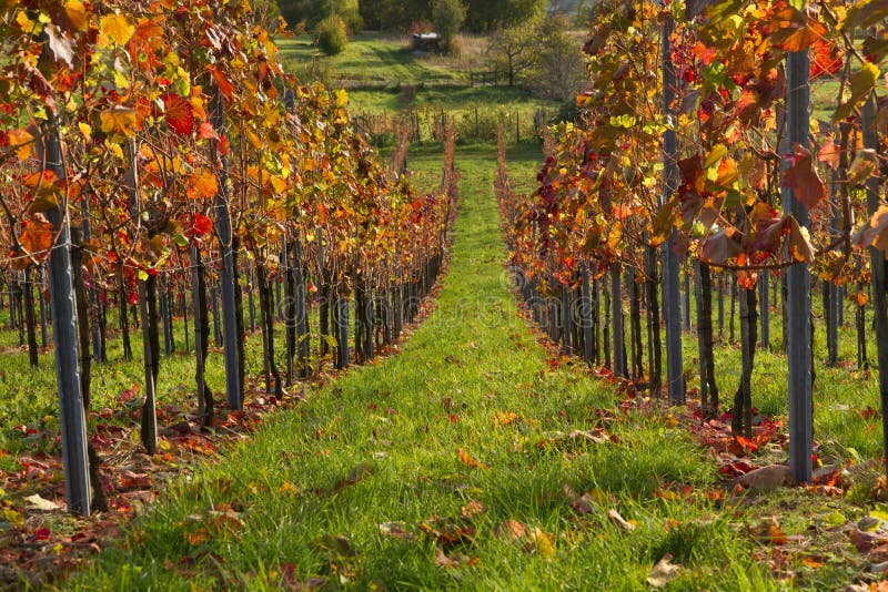 Vineyard in the fall stock photo. Image of grass, seasonal - 16674652