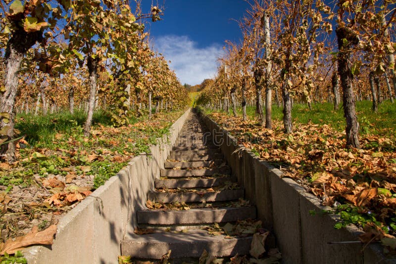 Vineyard in the fall stock photo. Image of autumn, vine - 16764678