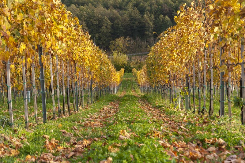 Vineyard in fall stock image. Image of europe, scene - 34976357