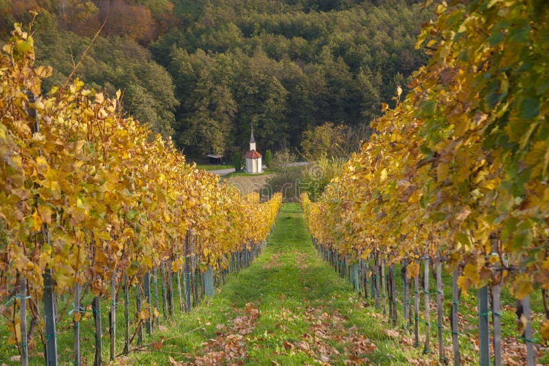 Vineyard in fall stock image. Image of church, season - 34976385