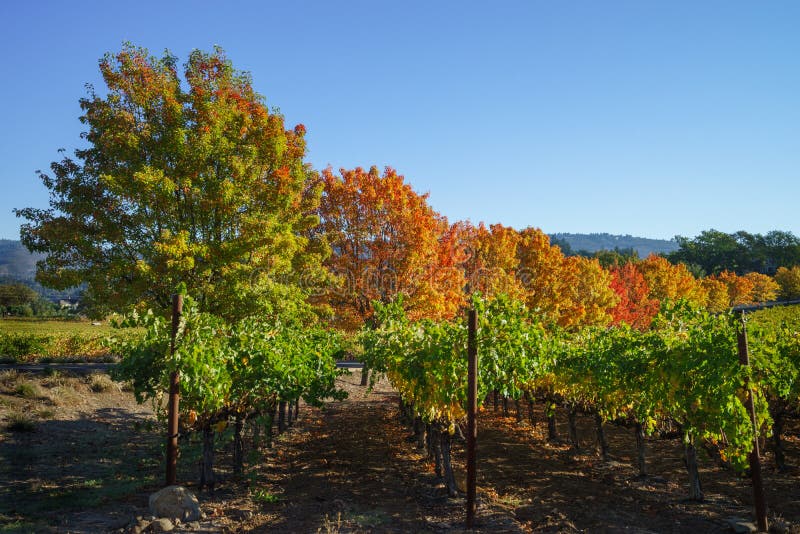 Vineyard in the fall stock image. Image of fall, colourful - 35289067