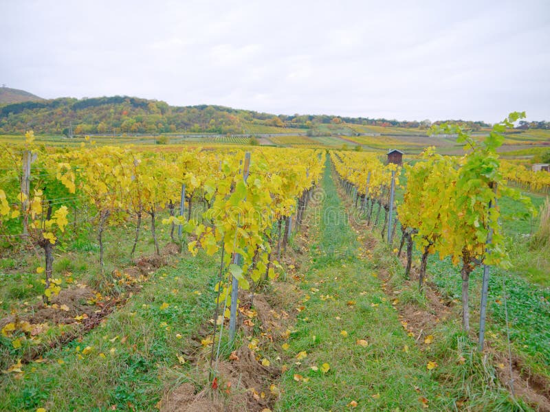 A Vineyard in the Fall Time Stock Image - Image of vine, nature: 27336993