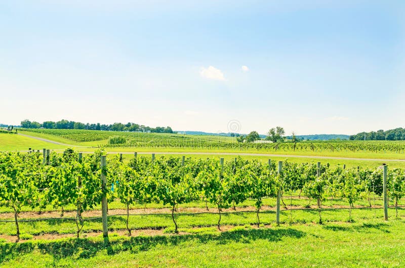 Vineyard, Virginia, USA stock image. Image of hill, farming - 339097587