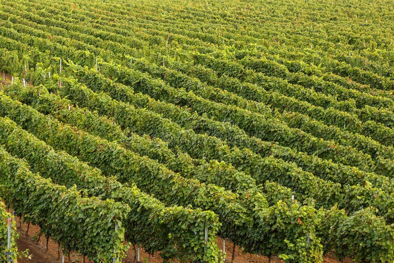 Vineyard farm stock image. Image of outdoor, sunset, rural - 58296879