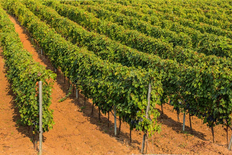 Vineyard farm stock image. Image of shiraz, tourism, clouds - 58296901