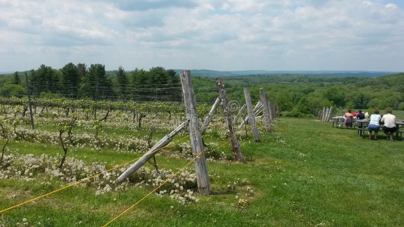 Vineyard fence stock image. Image of vineyard, posts - 54478183