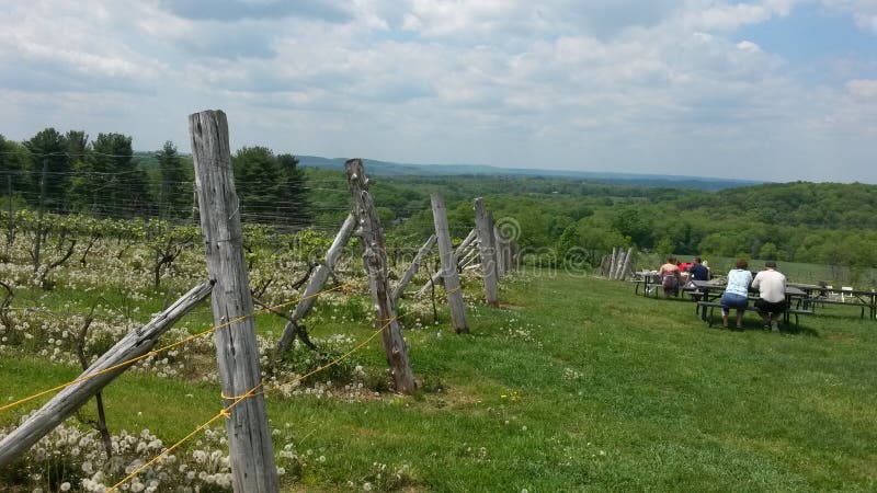 Vineyard fence stock image. Image of vineyard, posts - 54478183