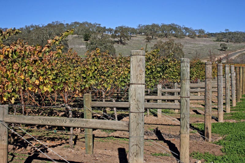 Vineyard Fences stock image. Image of vine, leaves, rows - 7233935